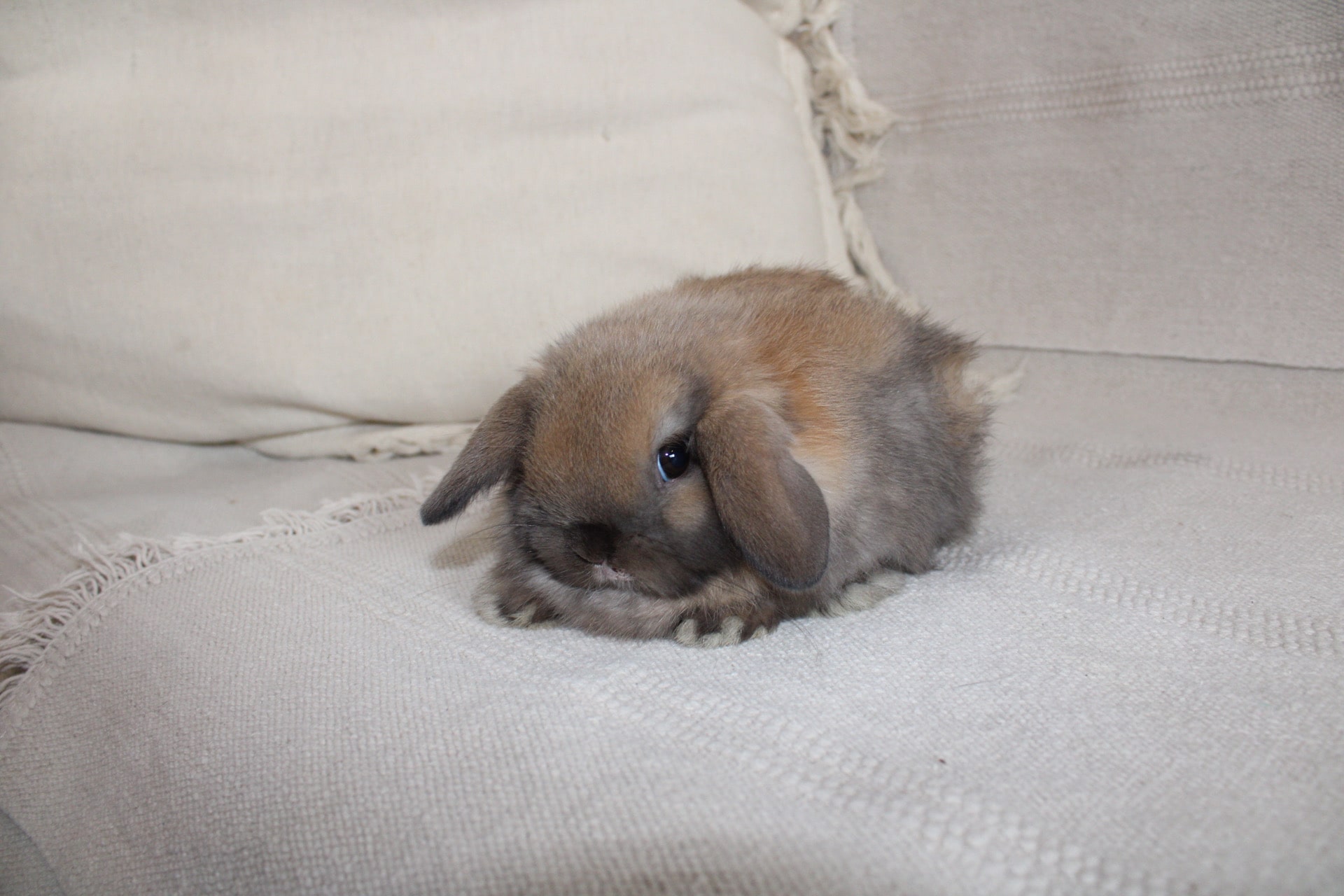 Clouds and Carrots Rabbitry | Our Colors