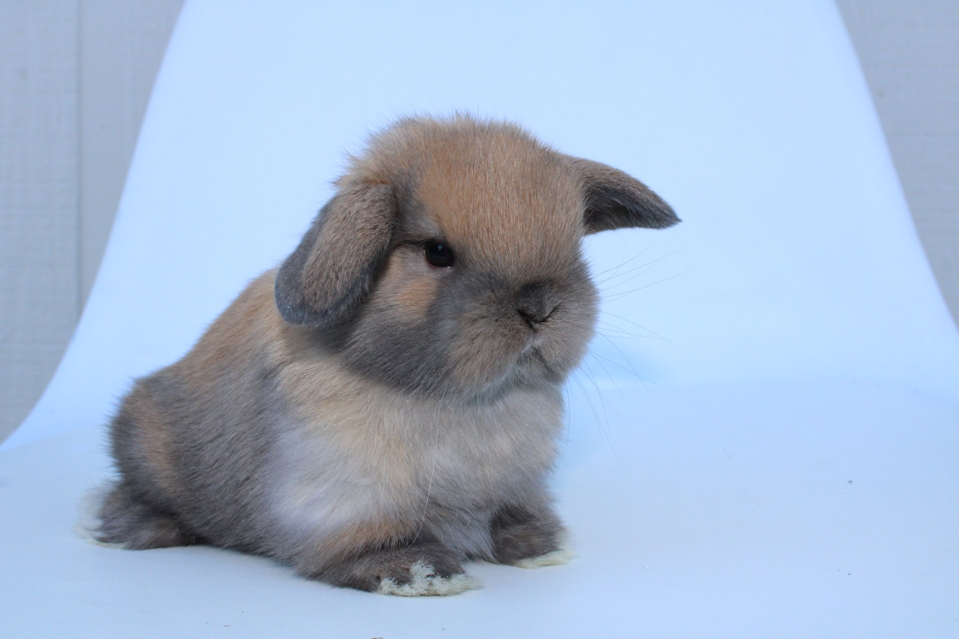 Clouds and Carrots Rabbitry | Our Colors