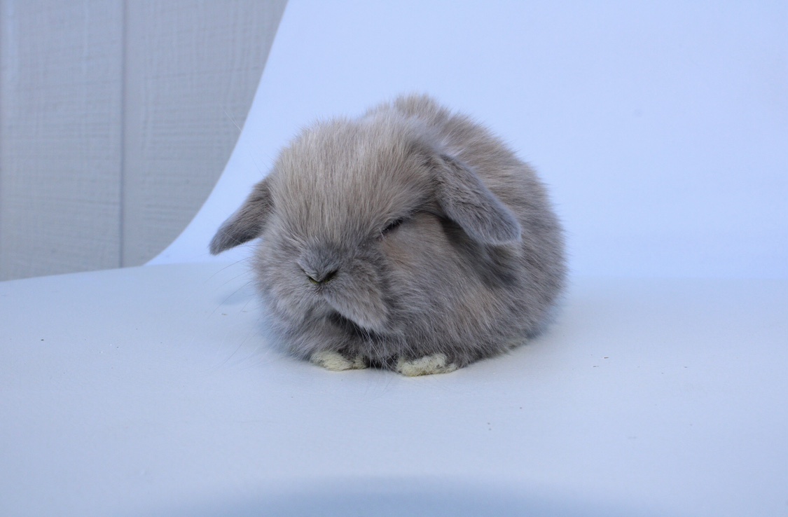 Clouds and Carrots Rabbitry | Our Colors