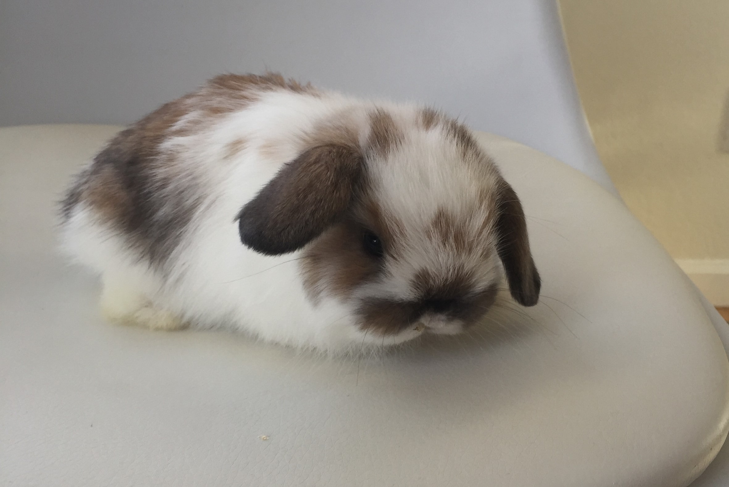 Clouds and Carrots Rabbitry | Our Colors