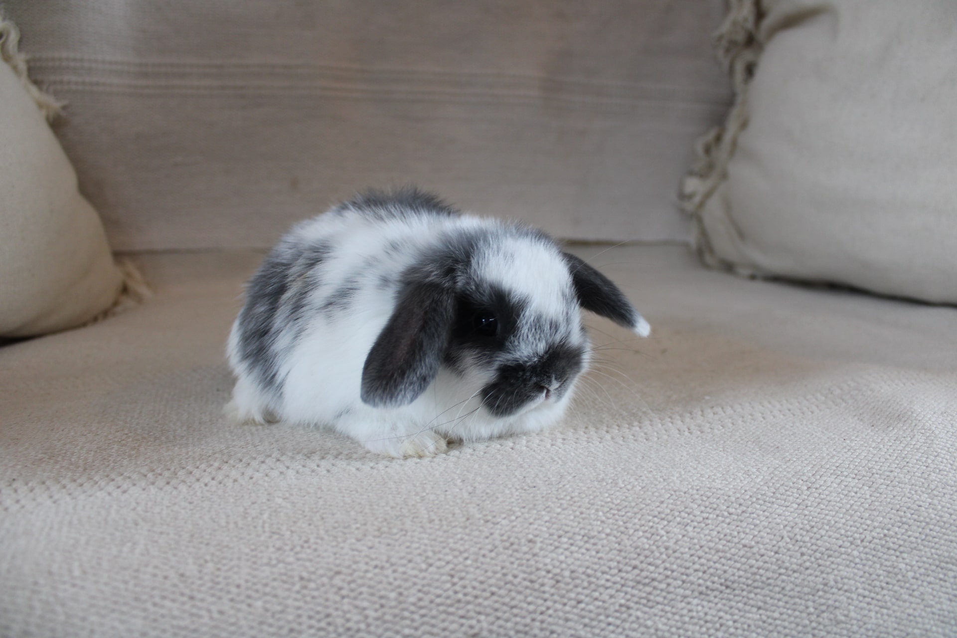 Clouds and Carrots Rabbitry | Our Colors