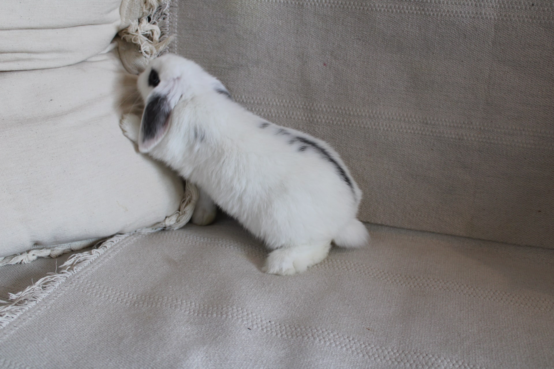 Clouds and Carrots Rabbitry | Our Colors