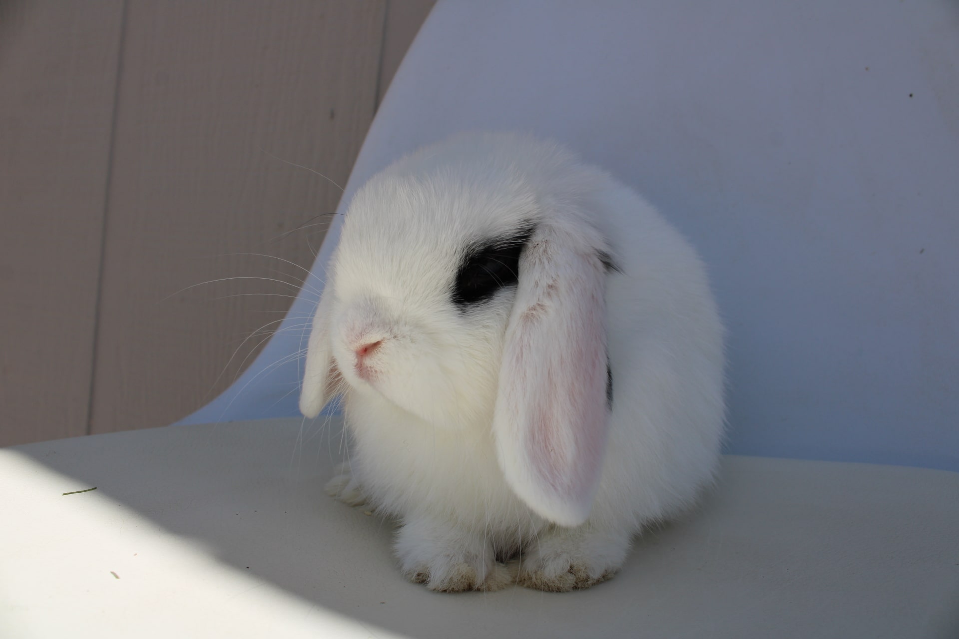 Clouds and Carrots Rabbitry | Our Colors