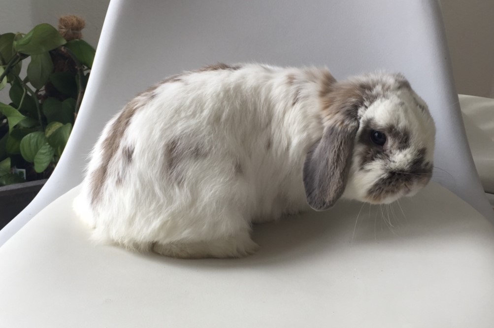 Clouds and Carrots Rabbitry | Our Colors