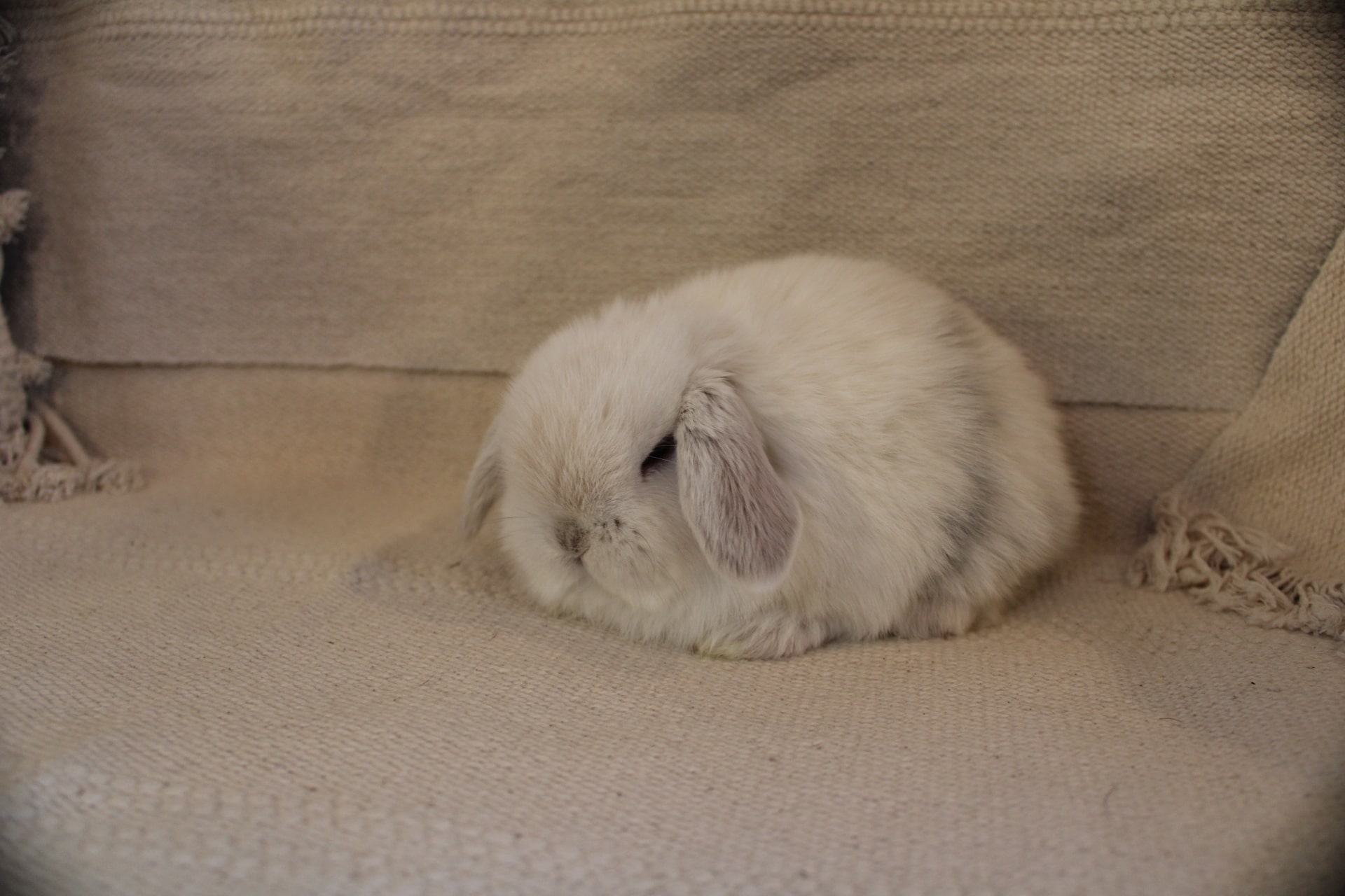 Clouds and Carrots Rabbitry | Our Colors