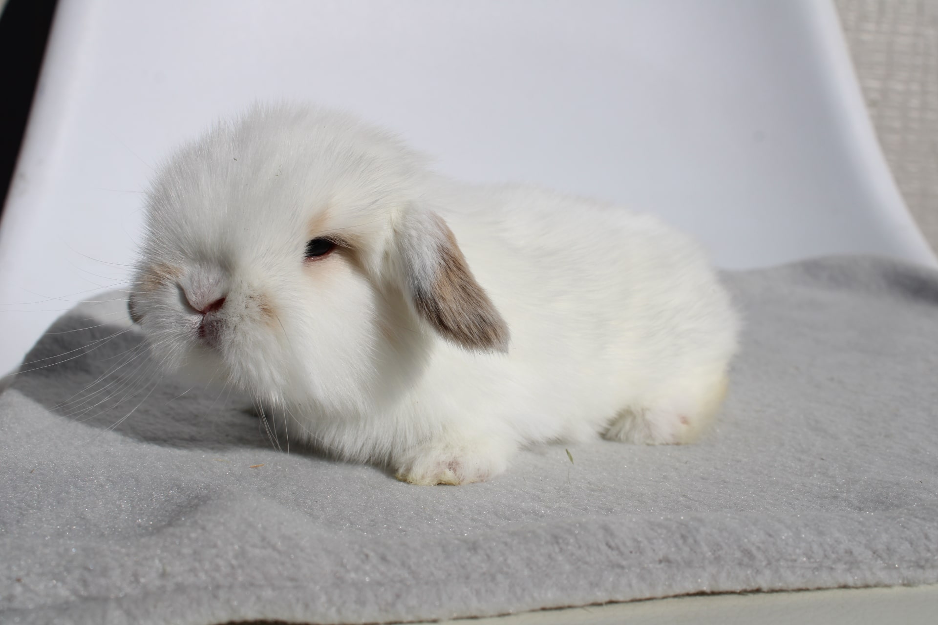 Clouds and Carrots Rabbitry | Our Colors